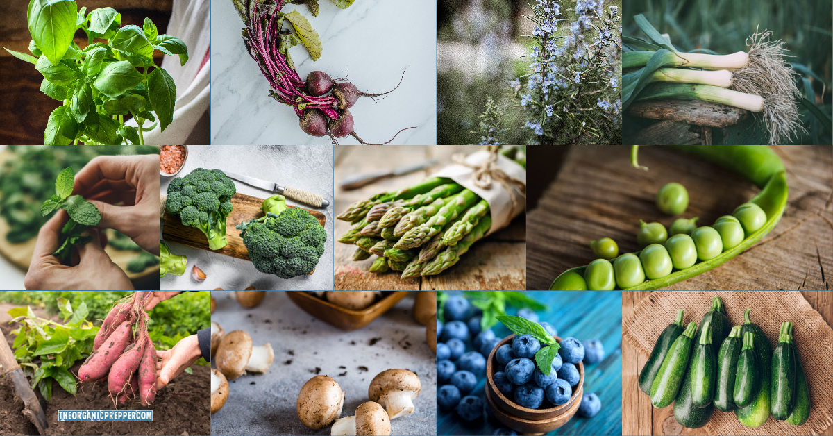 How to Grow 25 Garden Favorites - The Organic Prepper