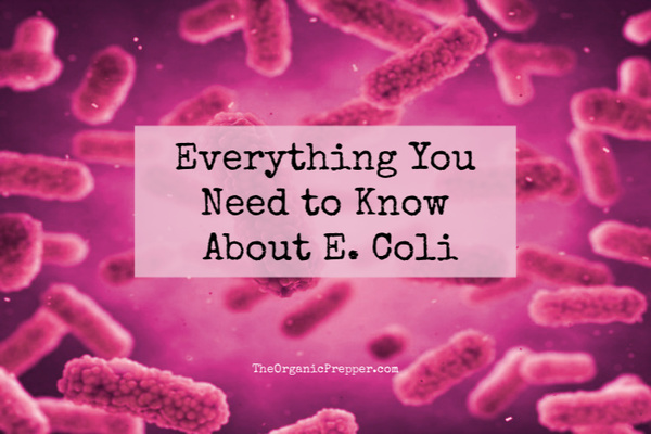 Everything You Need to Know About E. Coli