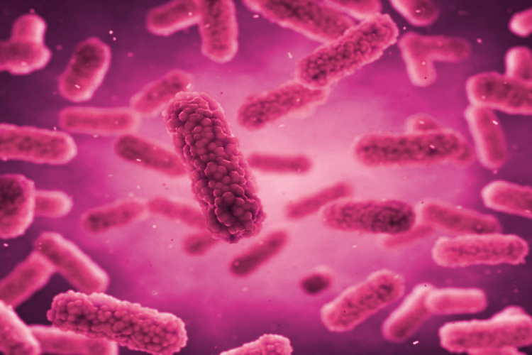 Everything You Need to Know About E. Coli