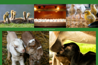 Getting Ready for Baby Animals on the Homestead - The Organic Prepper