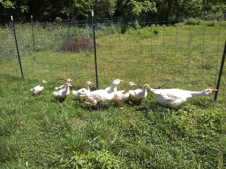 Getting Ready for Baby Animals on the Homestead - The Organic Prepper