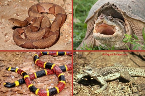 How to Hunt and Identify Reptiles That Are Safe to Eat