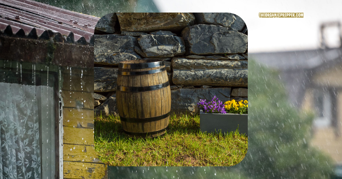 8 Reasons You Should Be Collecting Rainwater