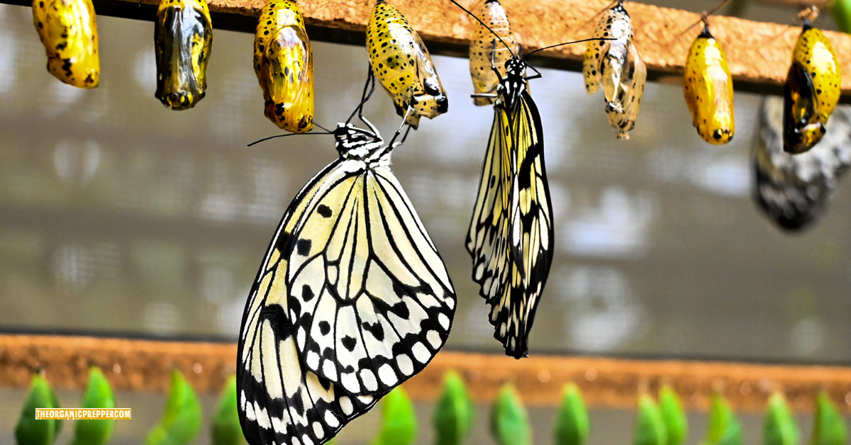 Inspiring Stories of People Who Realized You MUST ADAPT to Survive an ...