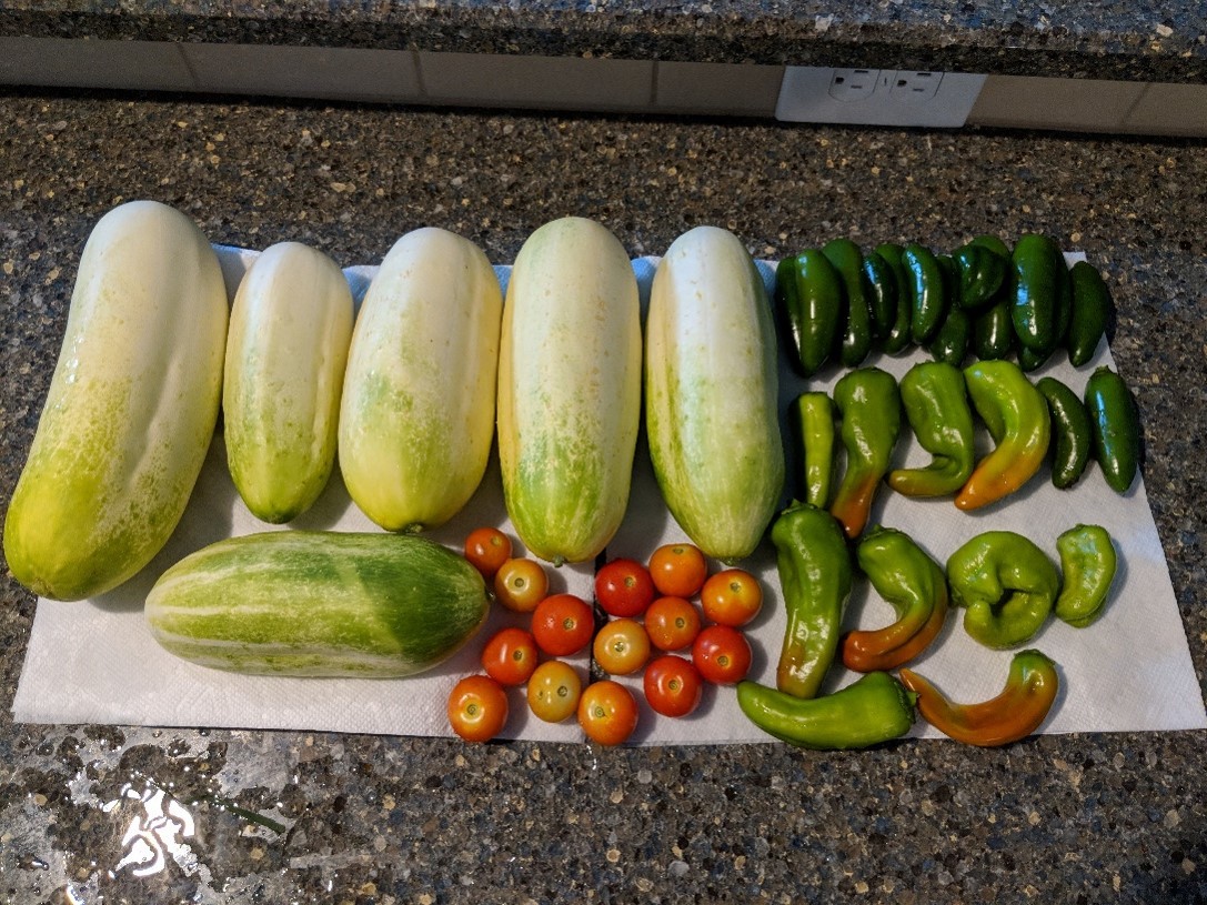 How We Made a Thriving Garden with Minibeds on Plastic