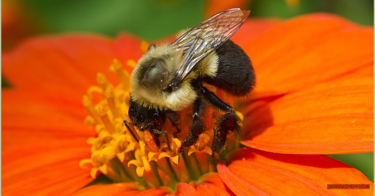 Pollinators, the 4 Biggest Threats They Face, and Why You Should Care