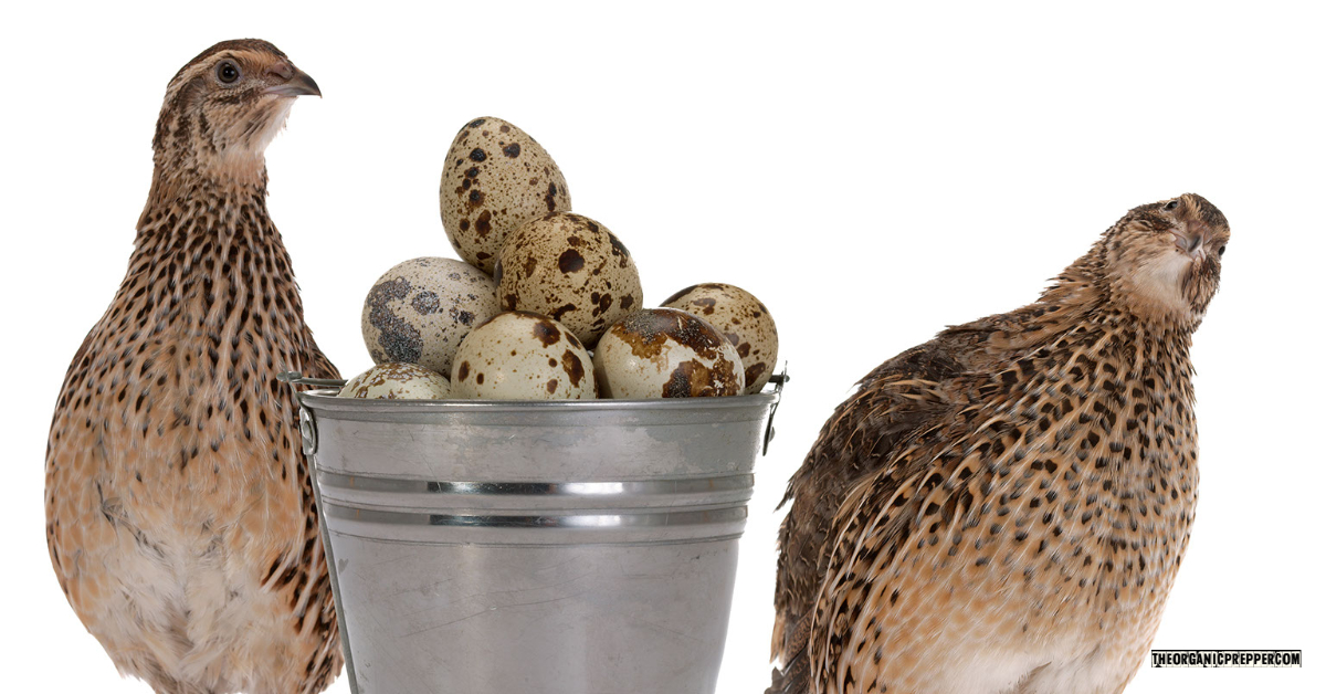 Coturnix Quail: Livestock for Small Space Self-Reliance