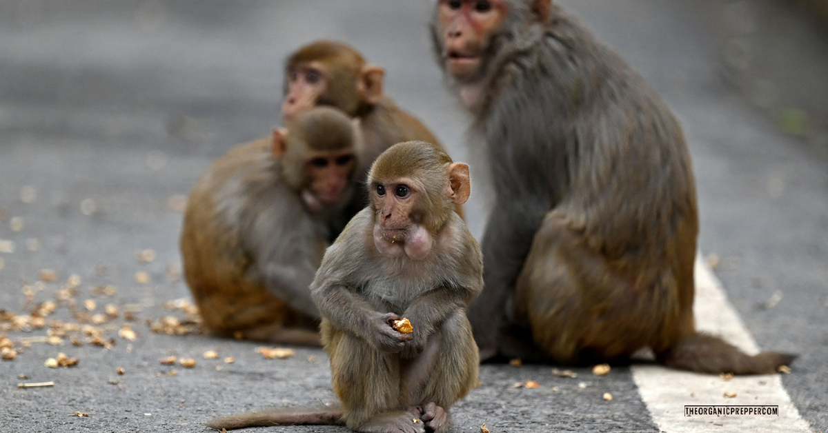 What Kind of Monkey Business is the CDC Up to in Pennsylvania? - The ...