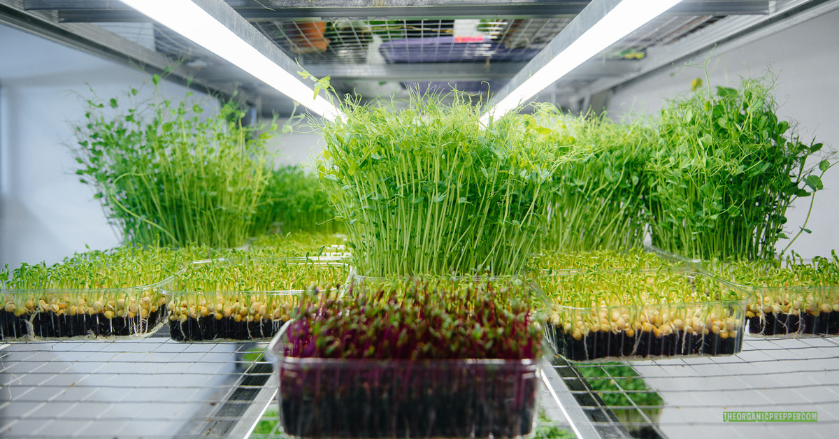 Growing Greens and Micro-greens Indoors - The Organic Prepper
