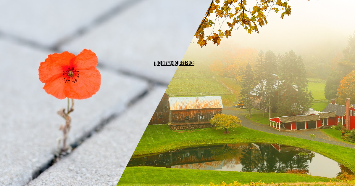 Selco & Toby: Strategic Relocation and Adaptation