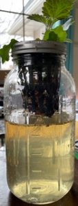Hydroponics: How To Grow Food With A Kratky Jar