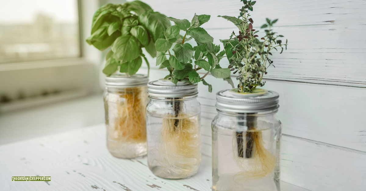 Hydroponics: How To Grow Food With A Kratky Jar