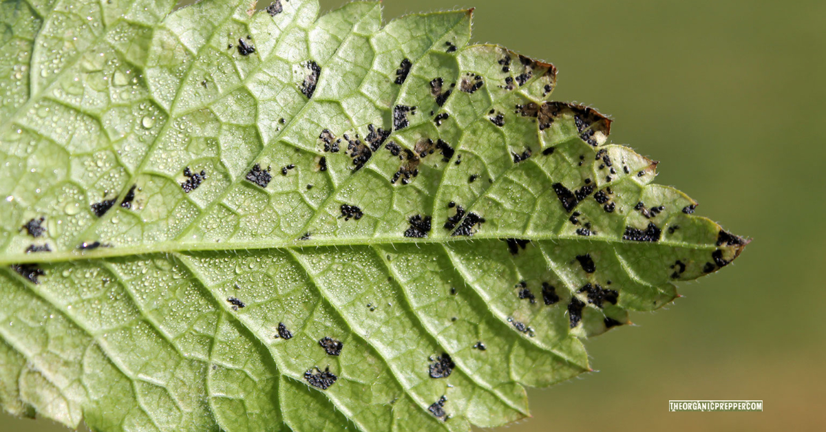 How Do You Fight Septoria Leaf Spot in Your Garden? - The Organic Prepper
