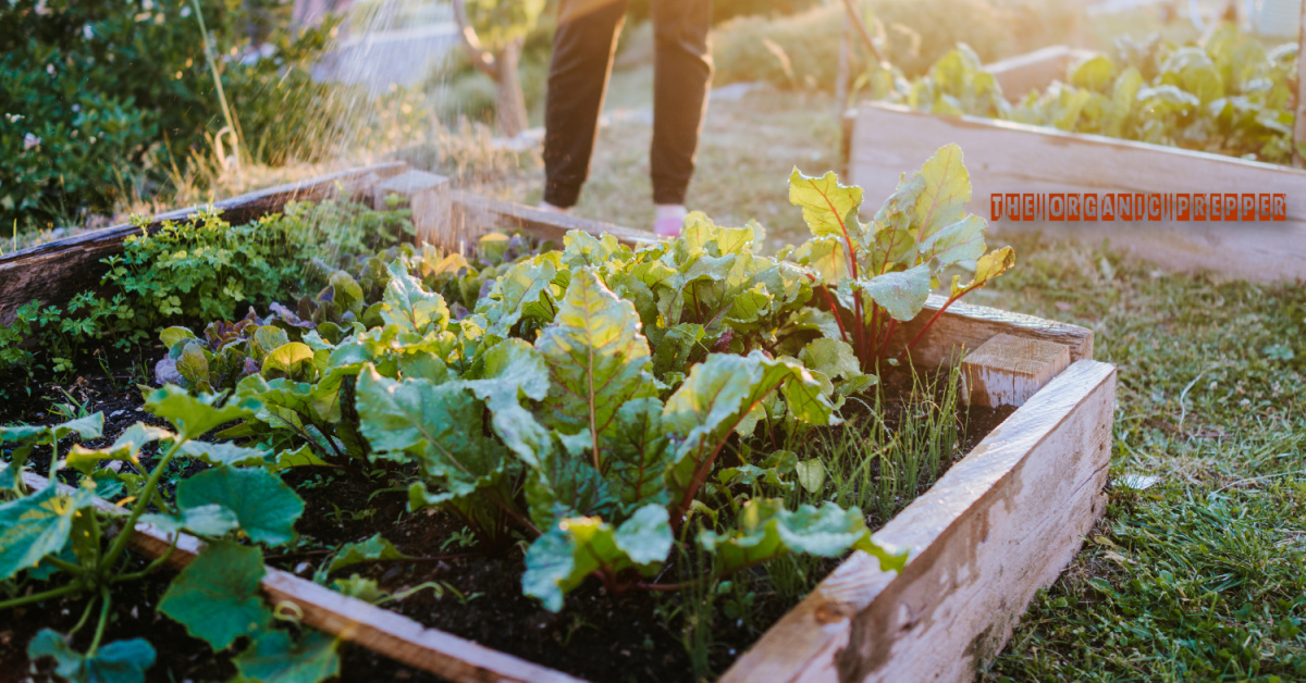 What You Need to Know to Start a Fall Garden - The Organic Prepper