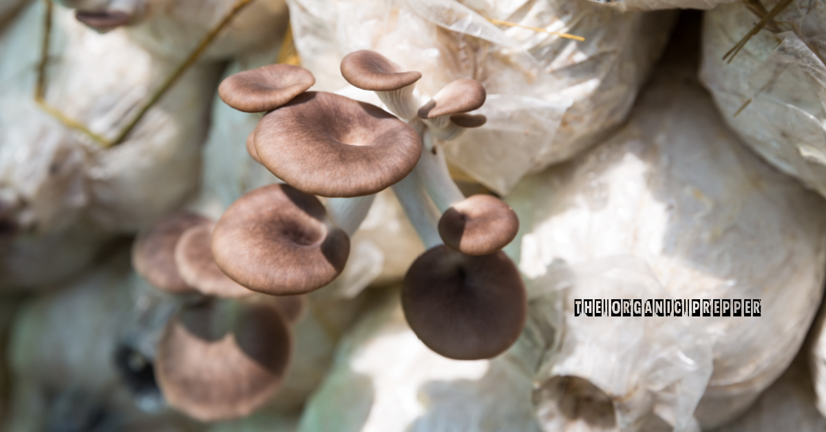 How to Grow Your Own Mushrooms With Sawdust Blocks