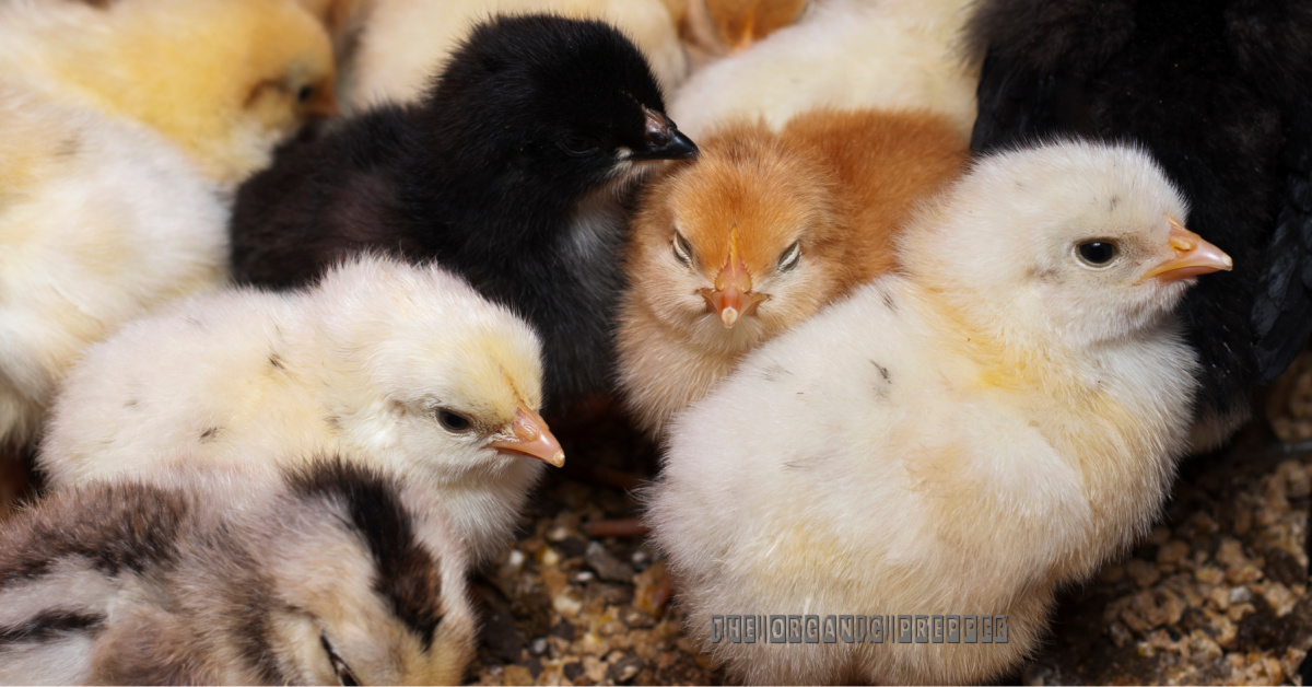 Should You Buy Chickens This Year? - The Organic Prepper