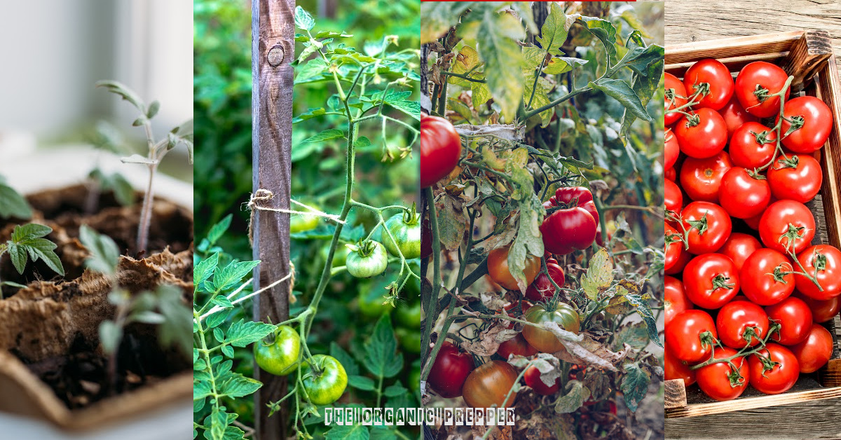 What You Need to Know About Growing Tomatoes