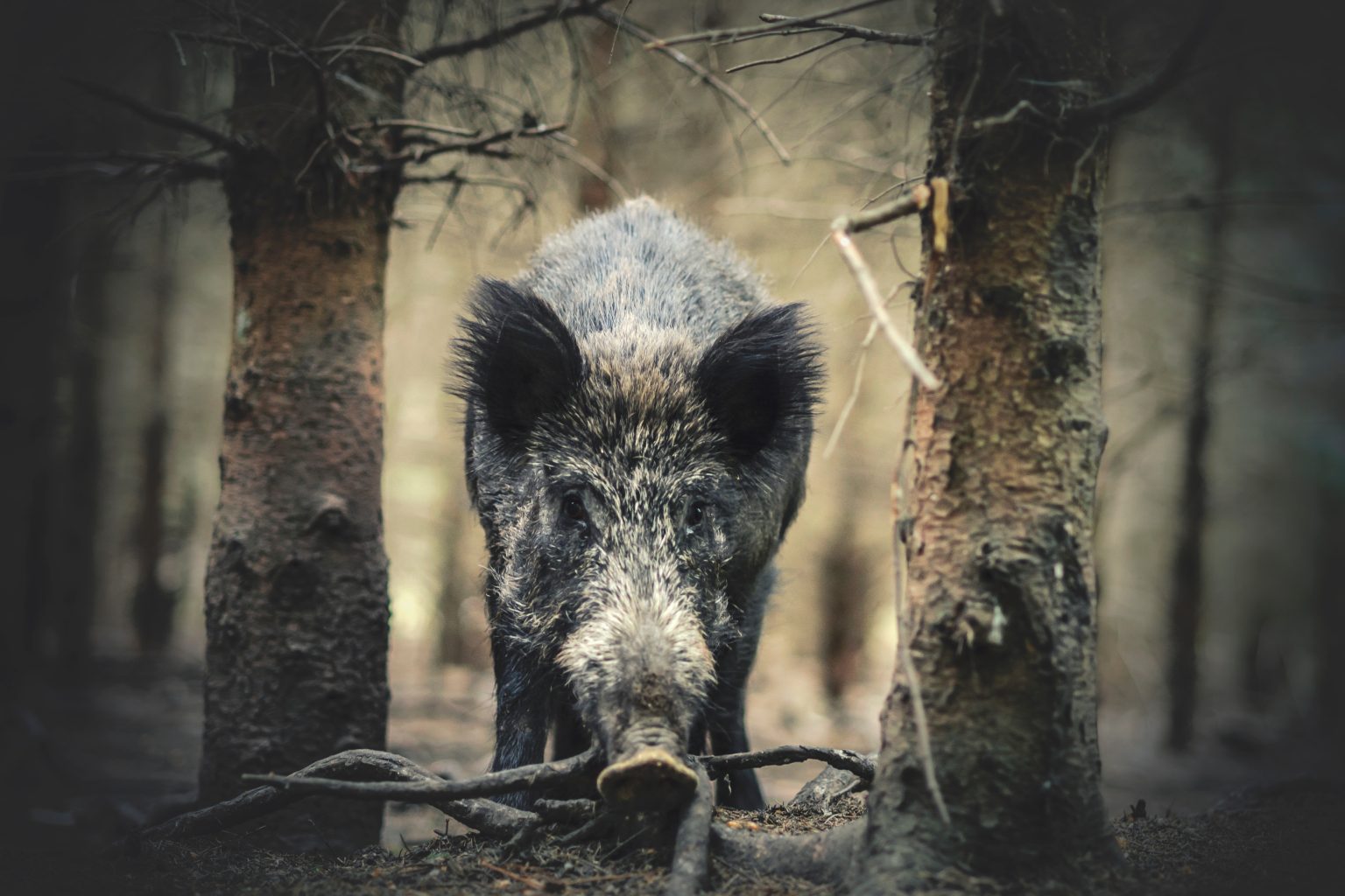 Feral Hogs: Why They're a Problem and The Only Way to Solve It - The ...