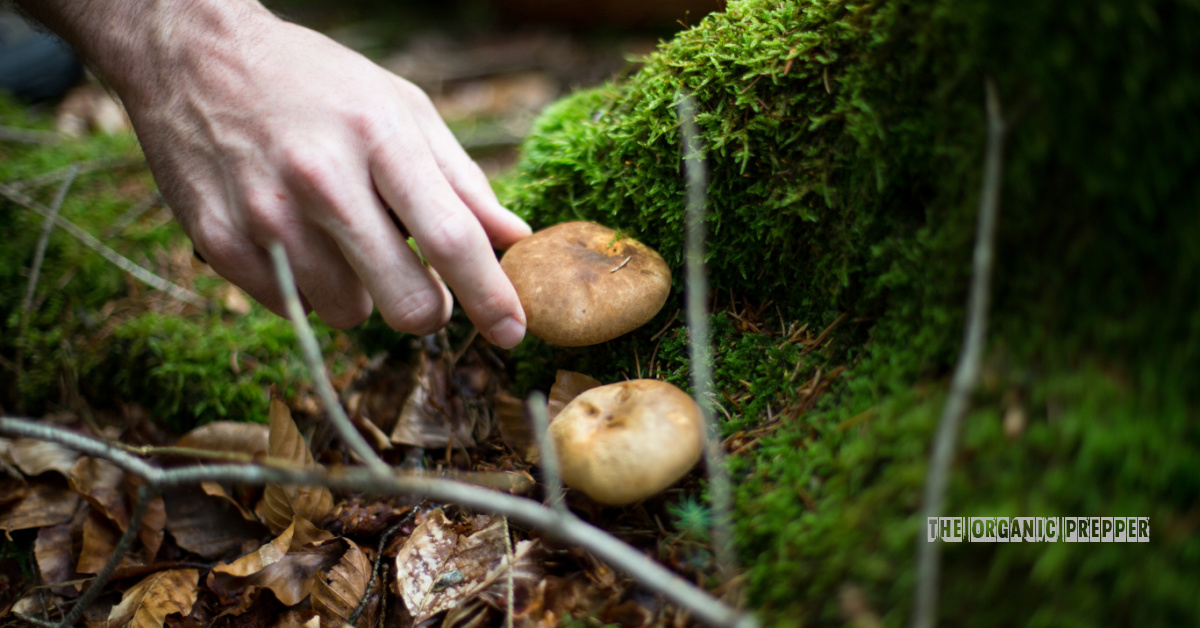 8 Cold-Weather Edibles to Forage in Fall and Winter - The Organic Prepper