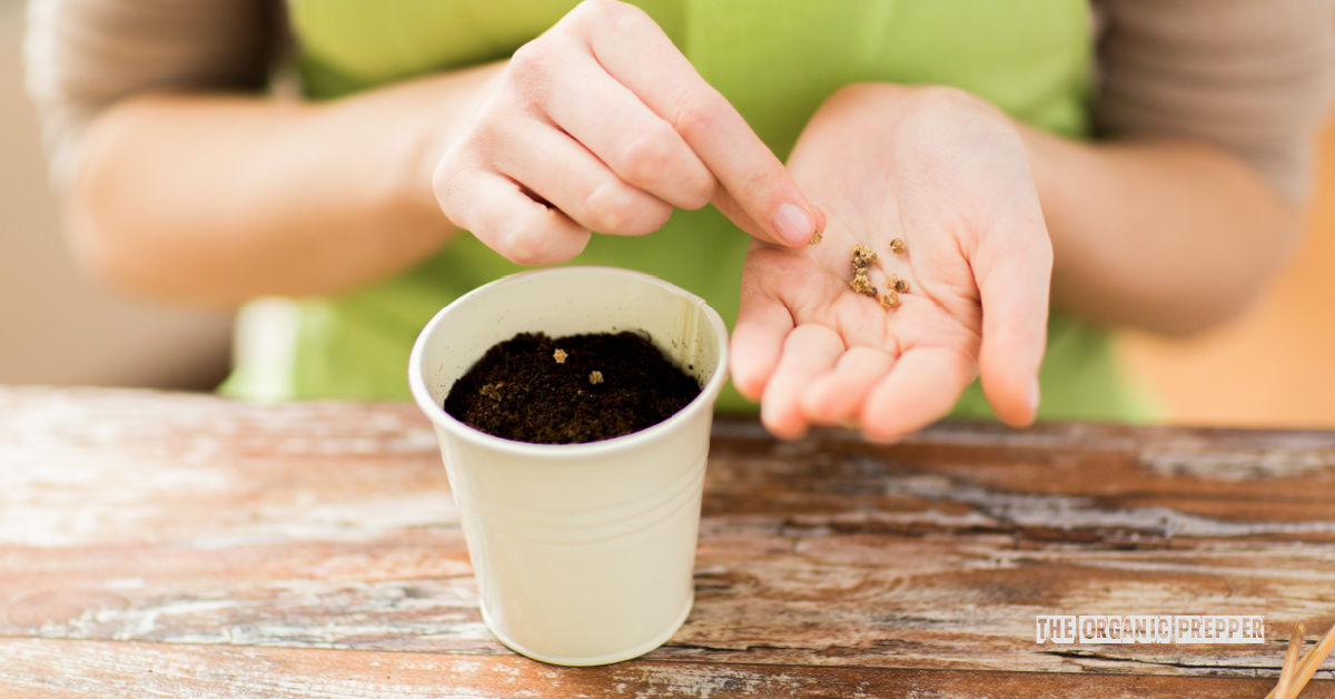 Why I’m NOT Starting Seeds This Year - The Organic Prepper